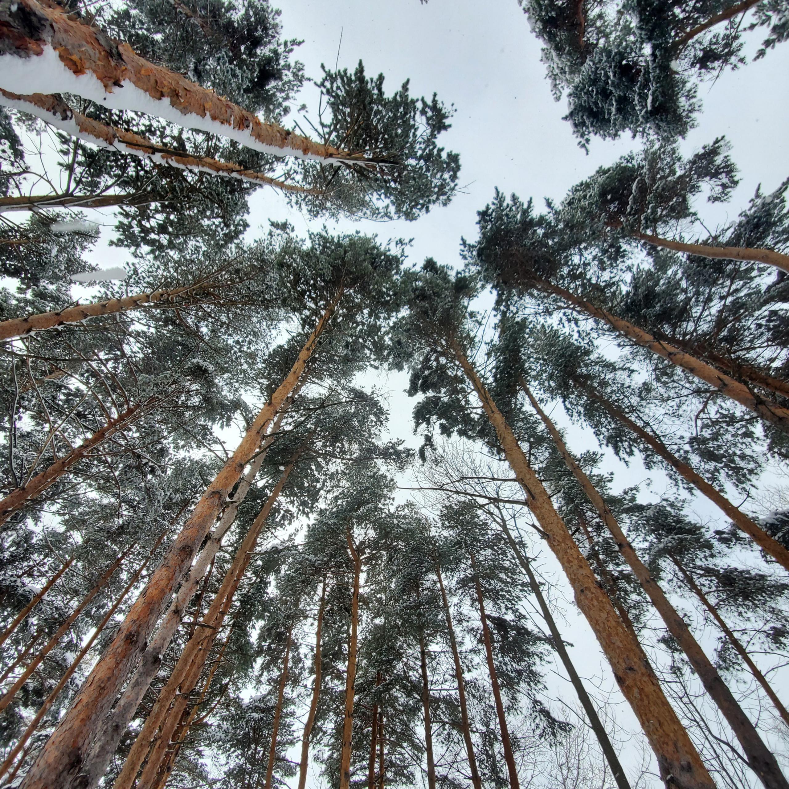 Balancing Order and Chaos with Nature - Scandinave Spa